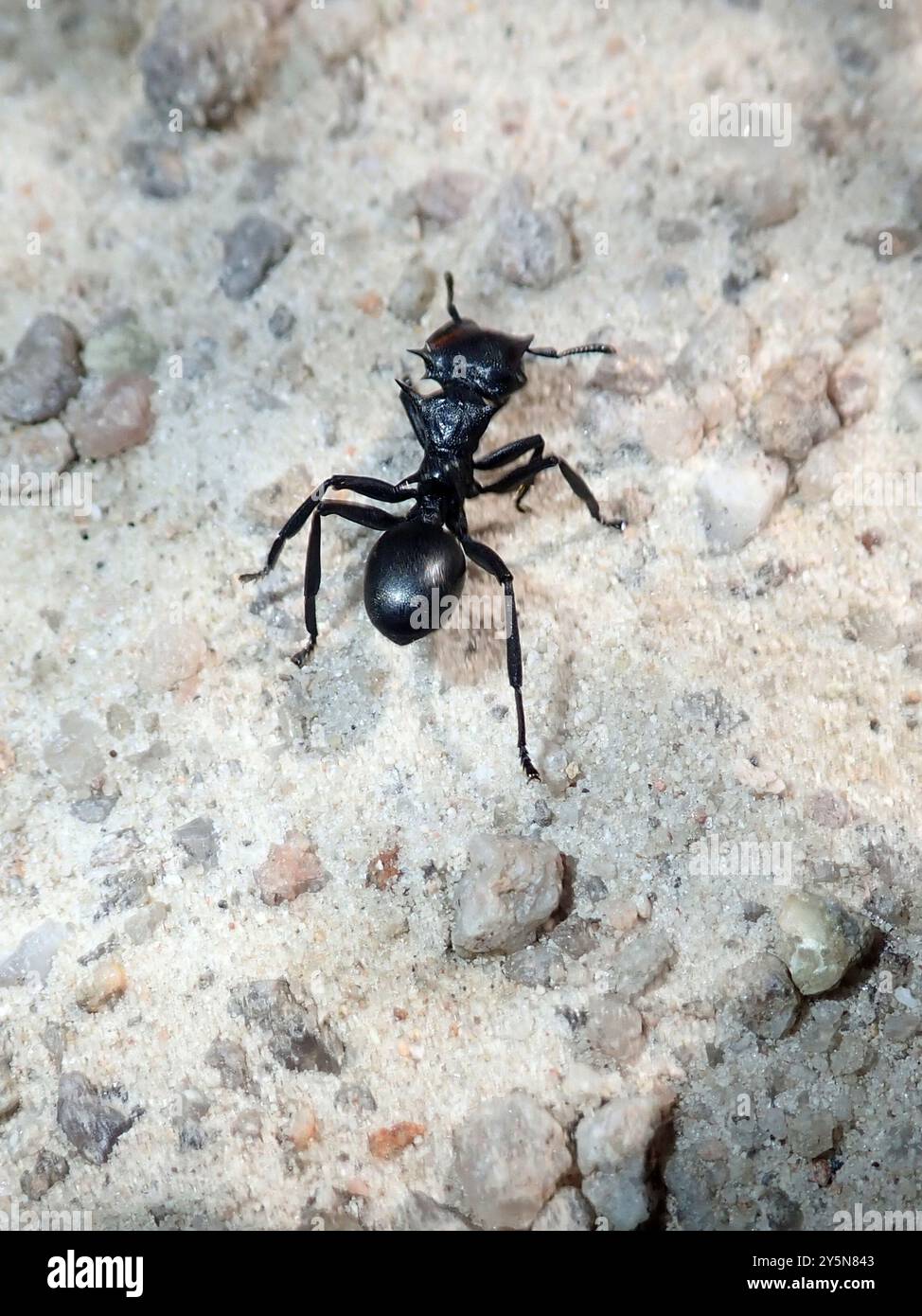 Common Giant Turtle Ant (Cephalotes atratus) Insecta Stock Photo - Alamy