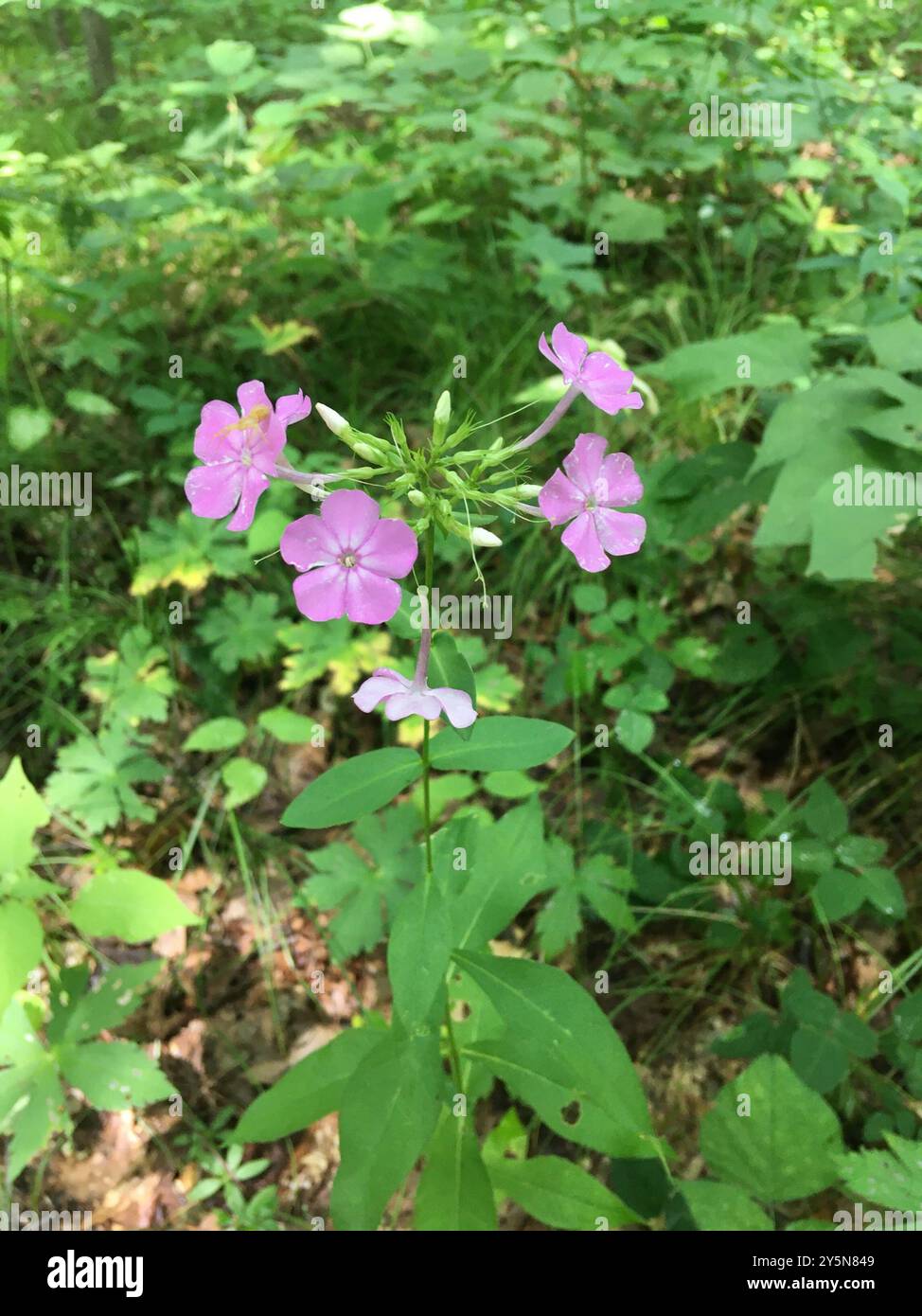 fall phlox (Phlox paniculata) Plantae Stock Photo - Alamy