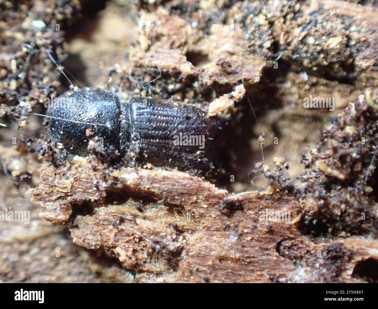 Engraver Beetles (Ips) Insecta Stock Photo - Alamy