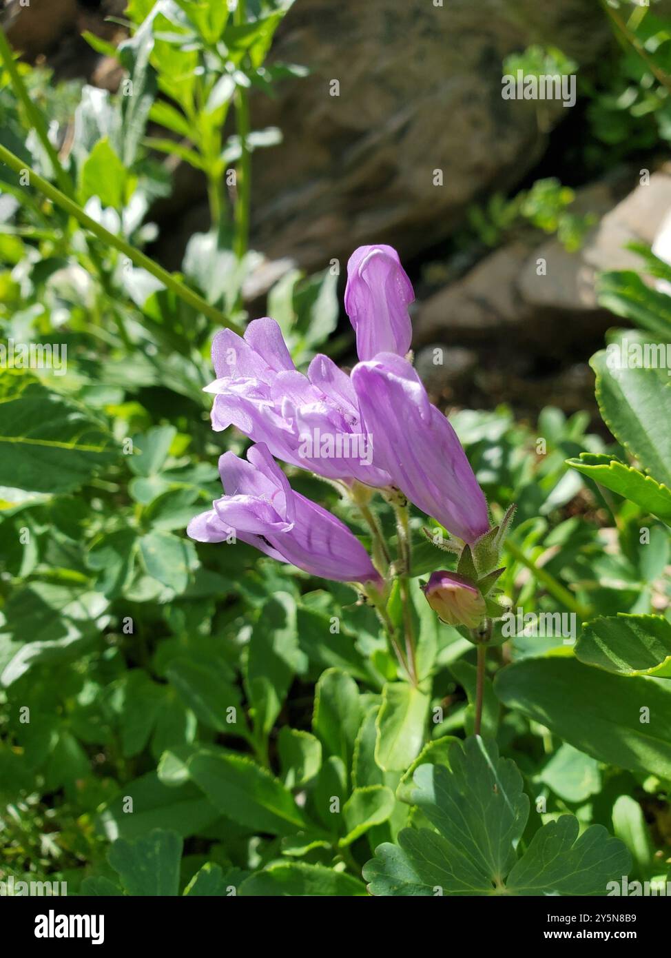 Bush Penstemon (Penstemon fruticosus) Plantae Stock Photo - Alamy