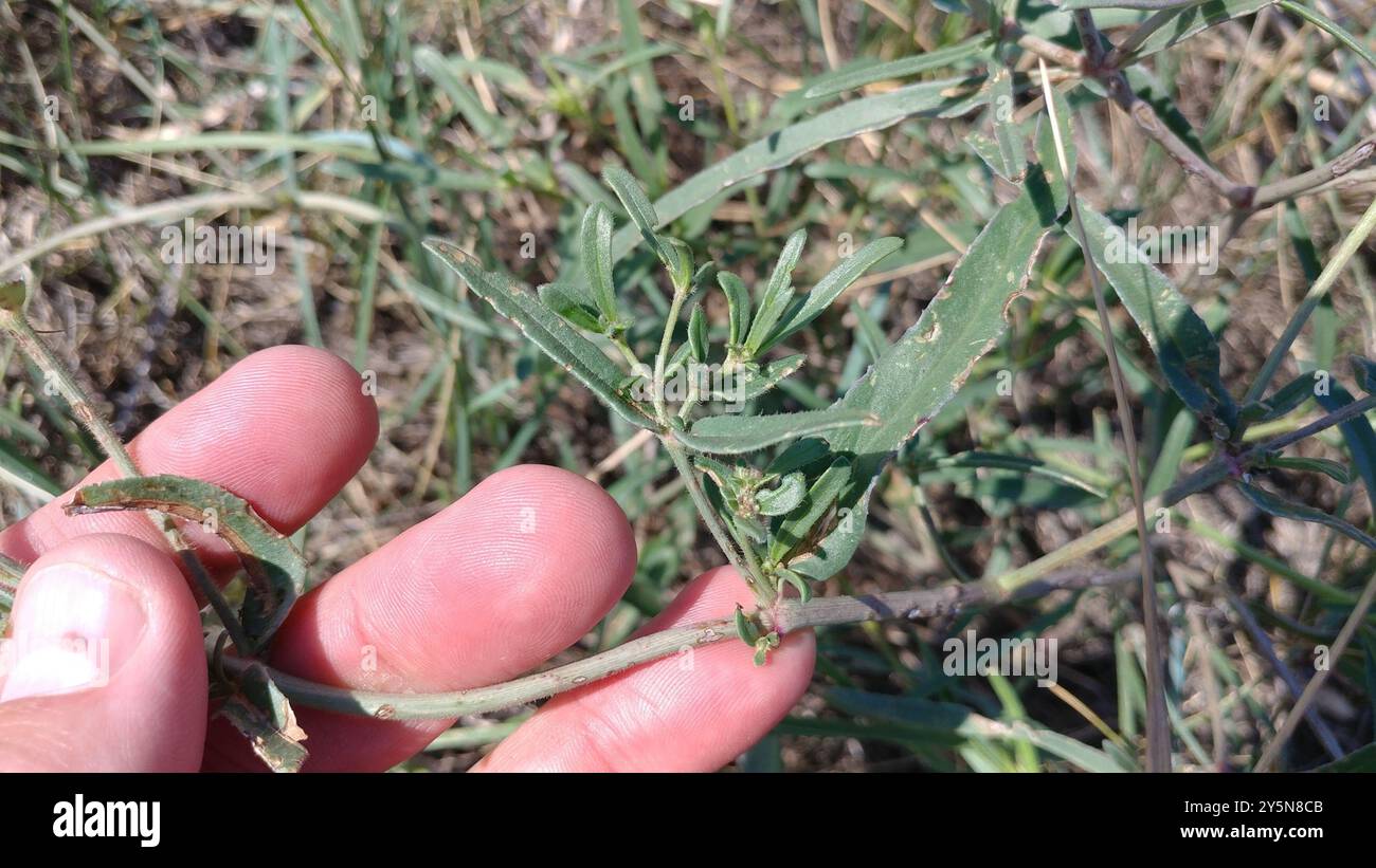 Narrowleaf Four o'Clock (Mirabilis linearis) Plantae Stock Photo - Alamy