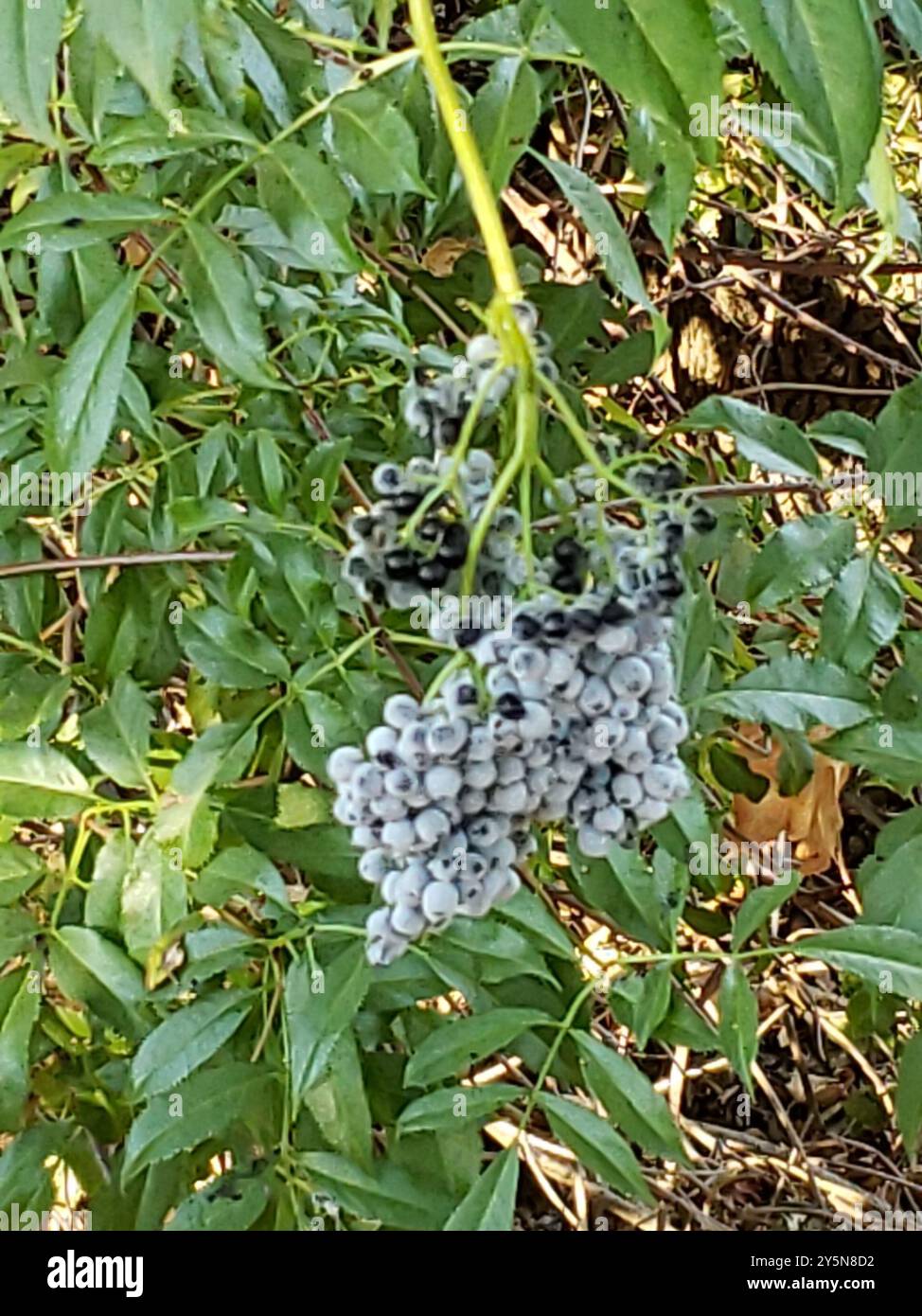 blue elder (Sambucus cerulea) Plantae Stock Photo - Alamy