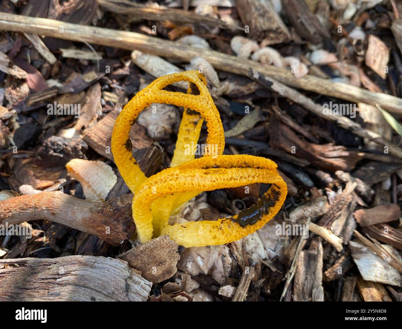 stinky squid (Pseudocolus fusiformis) Fungi Stock Photo - Alamy