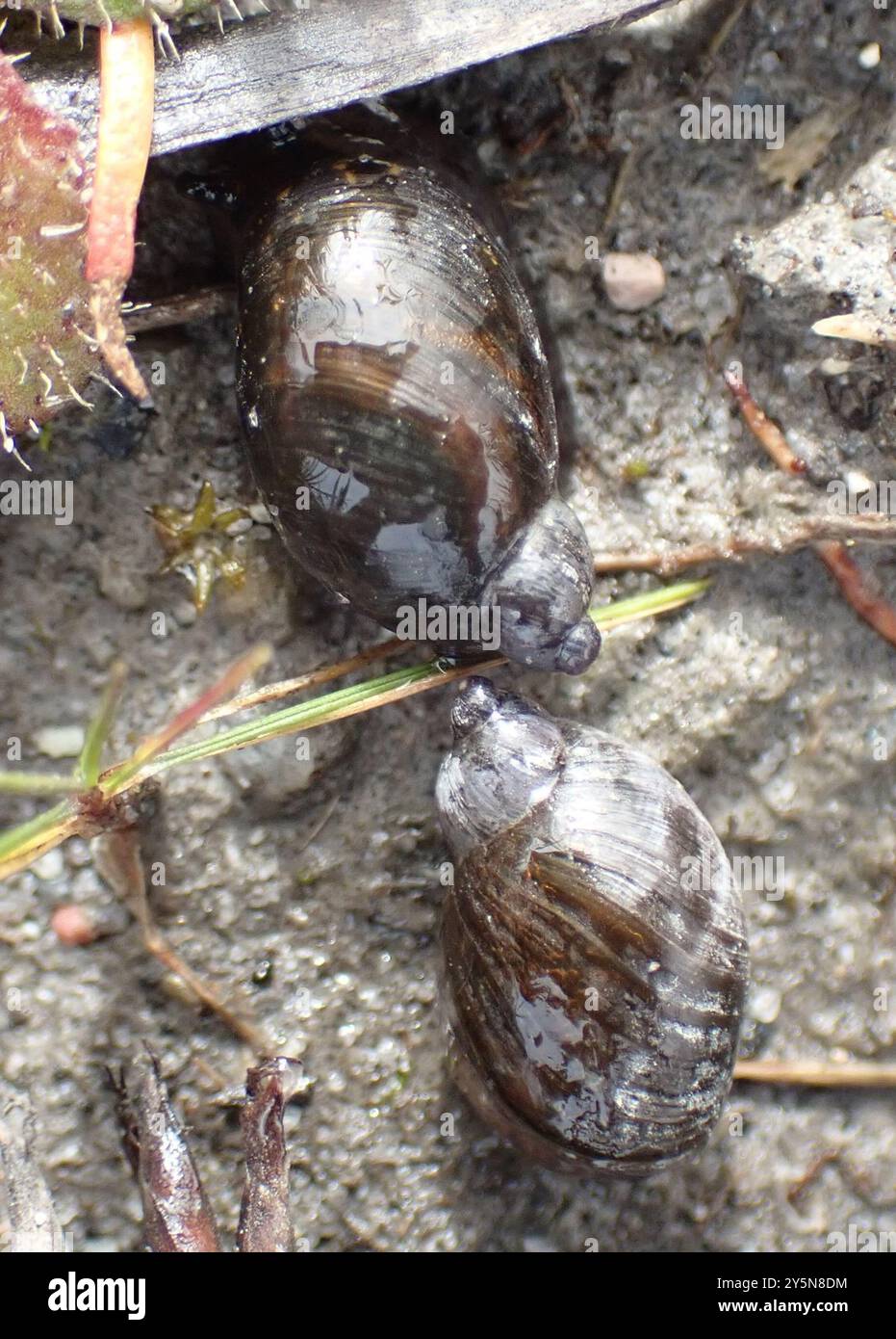 Southern Ambersnail (Succinea australis) Mollusca Stock Photo - Alamy