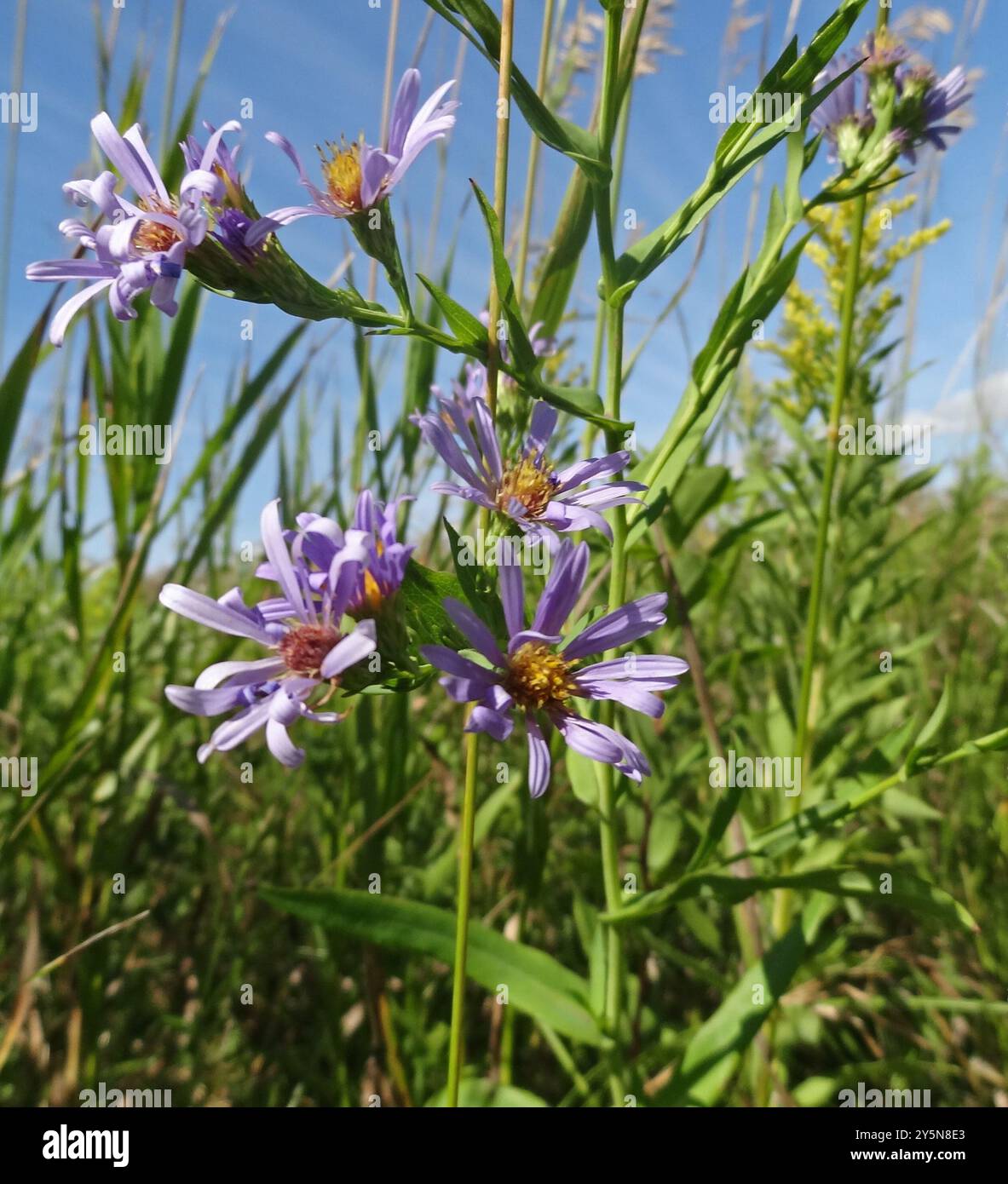 smooth blue aster (Symphyotrichum laeve) Plantae Stock Photo - Alamy