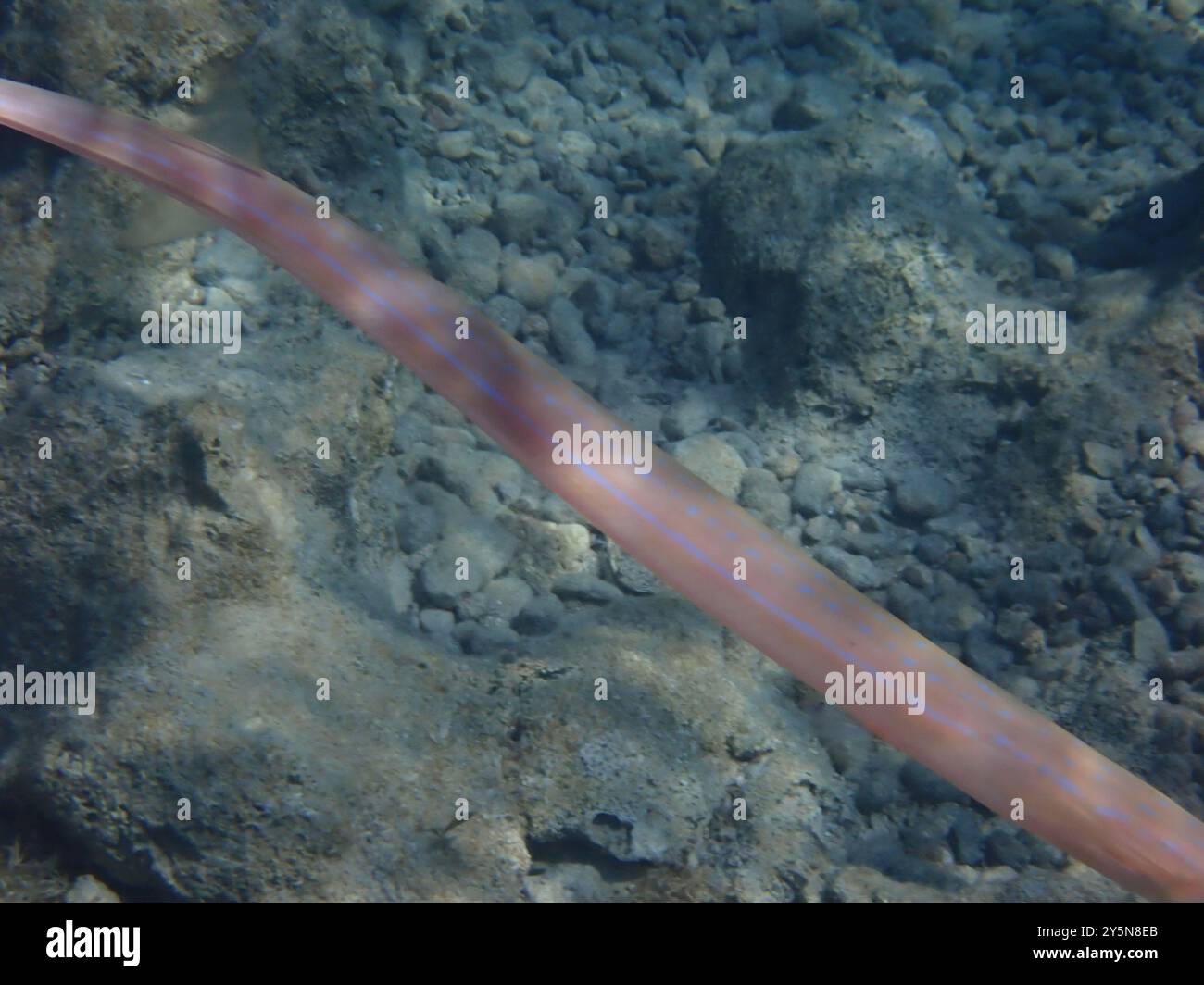 Bluespotted Cornetfish (Fistularia commersonii) Actinopterygii Stock ...
