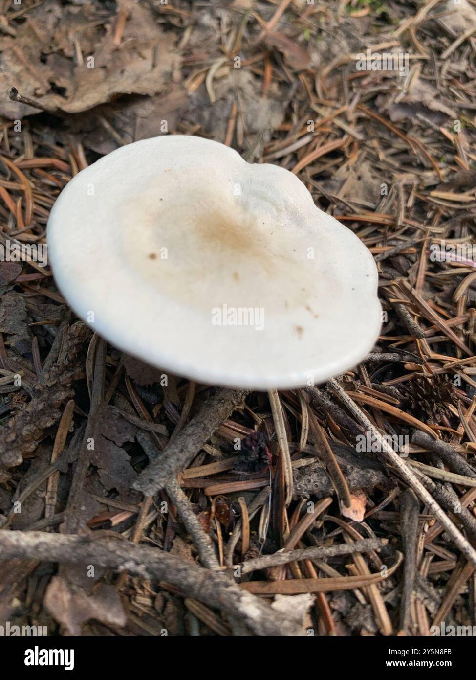 Fragrant Funnel (Clitocybe fragrans) Fungi Stock Photo - Alamy