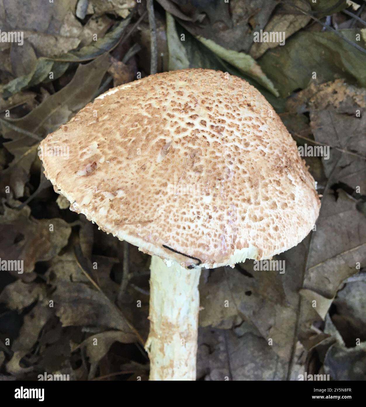 Carrot-Footed Lepidella (Amanita daucipes) Fungi Stock Photo - Alamy
