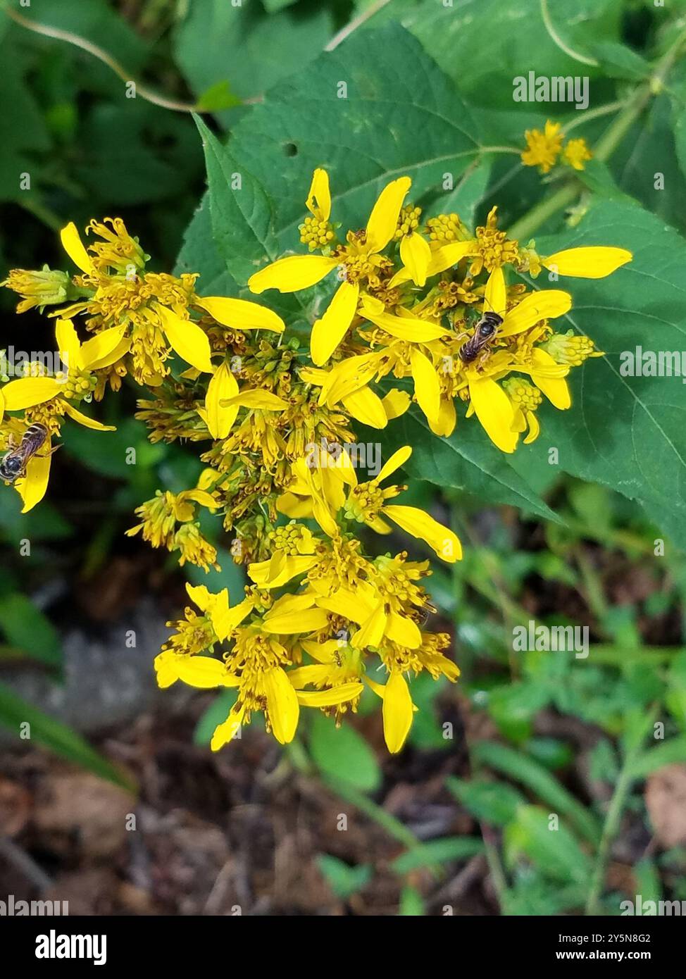 Yellow Crownbeard (Verbesina occidentalis) Plantae Stock Photo - Alamy