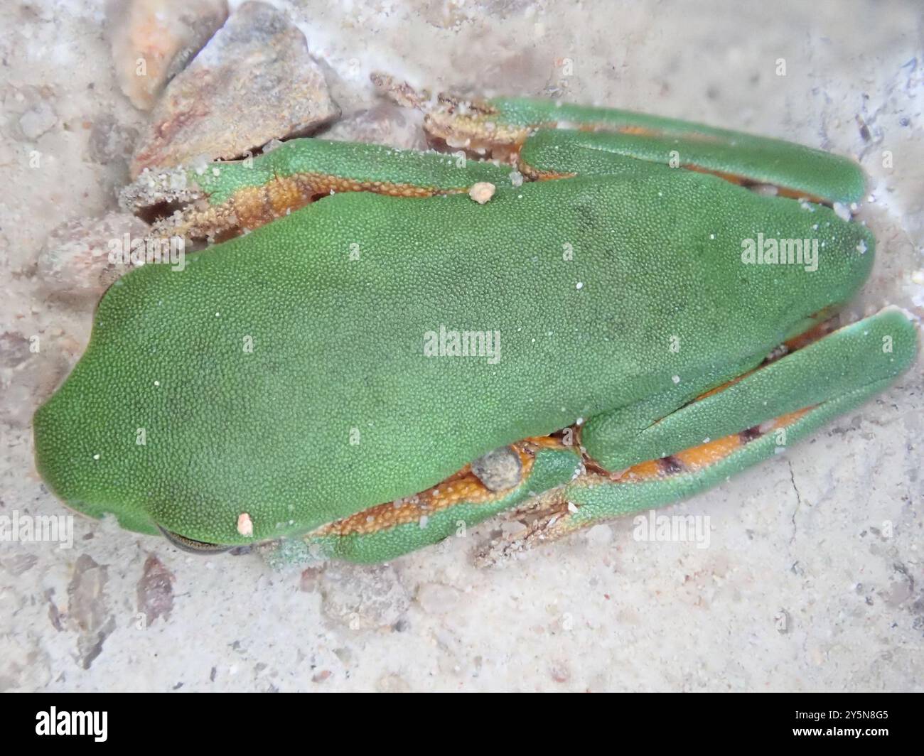 Southern Orange-legged Leaf Frog (Pithecopus azureus) Amphibia Stock ...