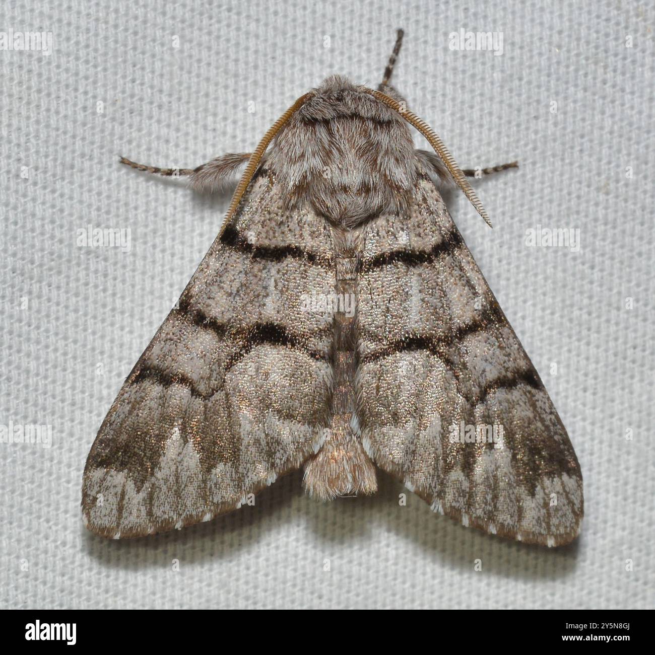 Eastern Panthea Moth (Panthea furcilla) Insecta Stock Photo - Alamy