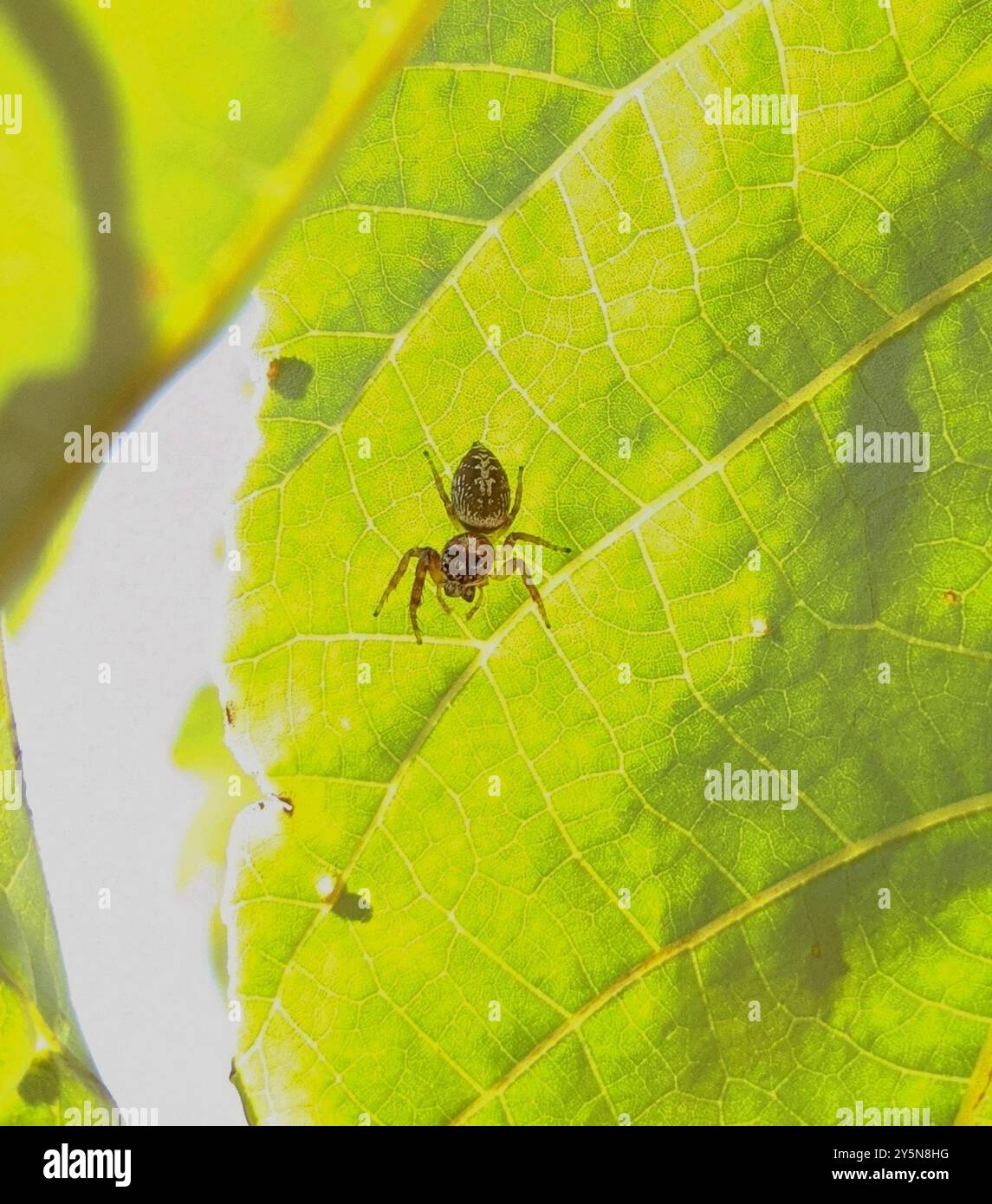 Garden Jumping Spiders (Opisthoncus) Arachnida Stock Photo - Alamy