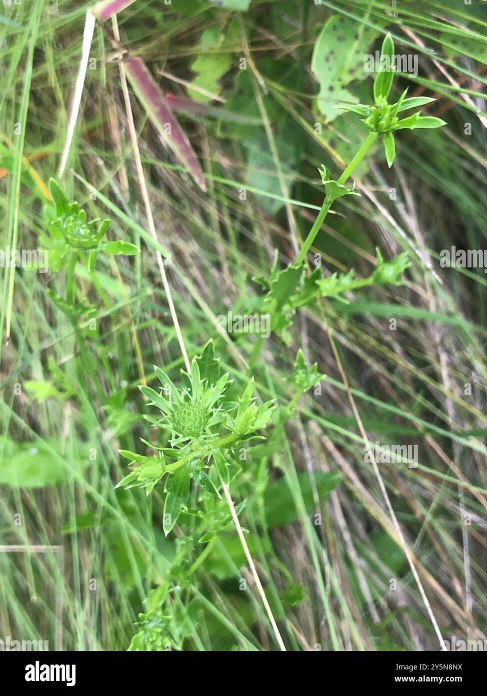blueflower eryngo (Eryngium integrifolium) Plantae Stock Photo - Alamy
