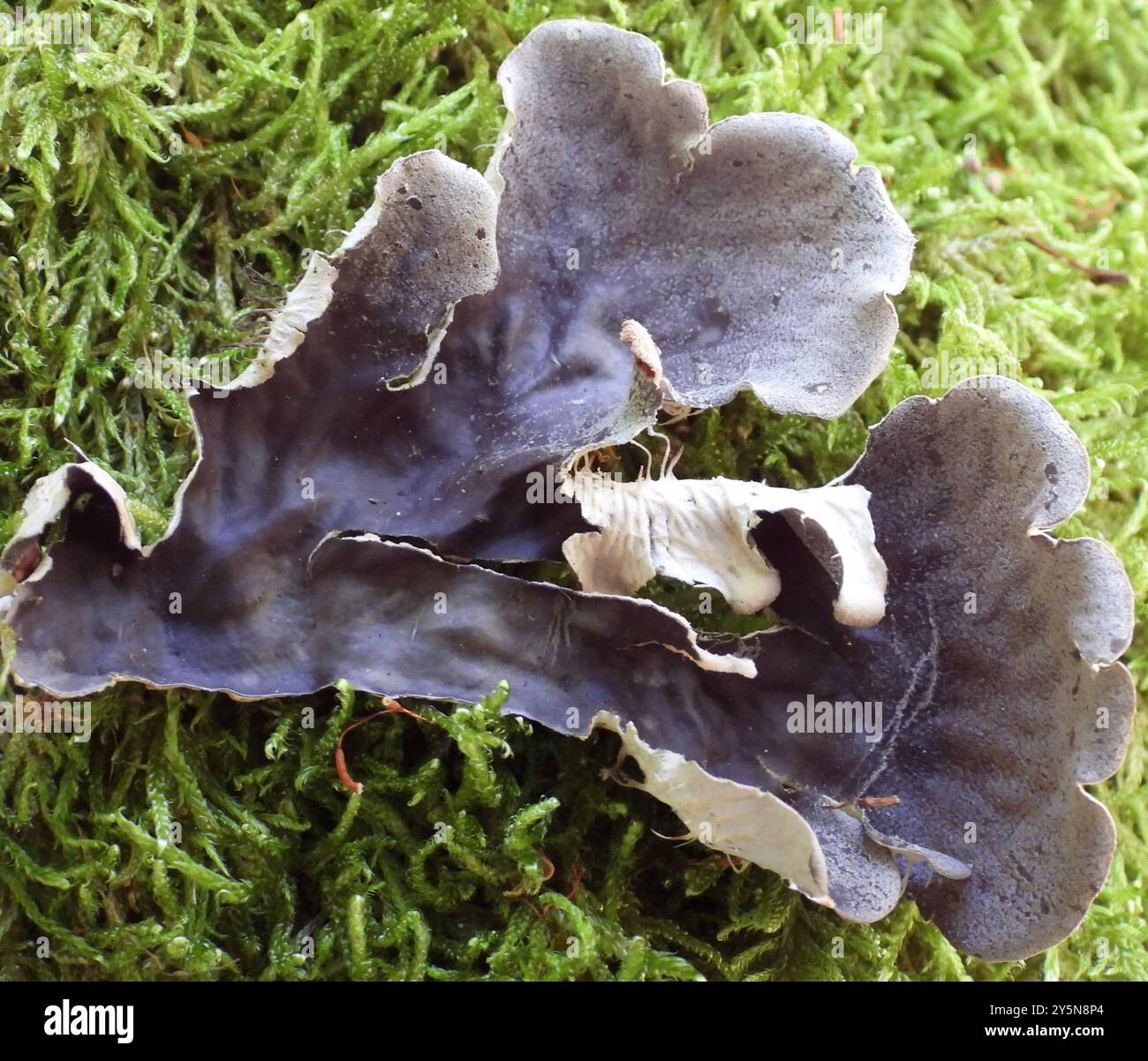 scaly pelt lichen (Peltigera praetextata) Fungi Stock Photo - Alamy