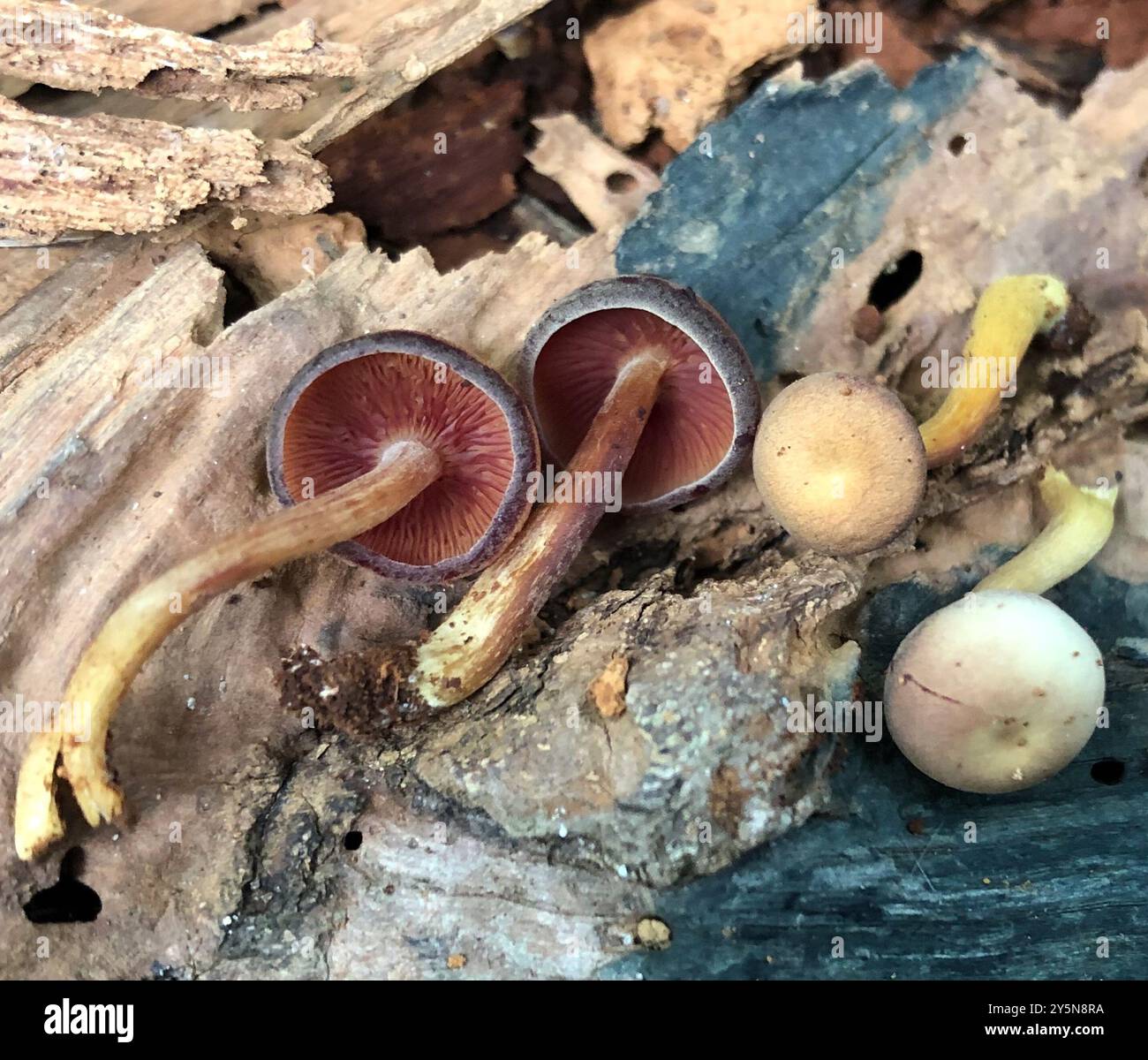 Purple-edged Lute (Callistosporium purpureomarginatum) Fungi Stock ...