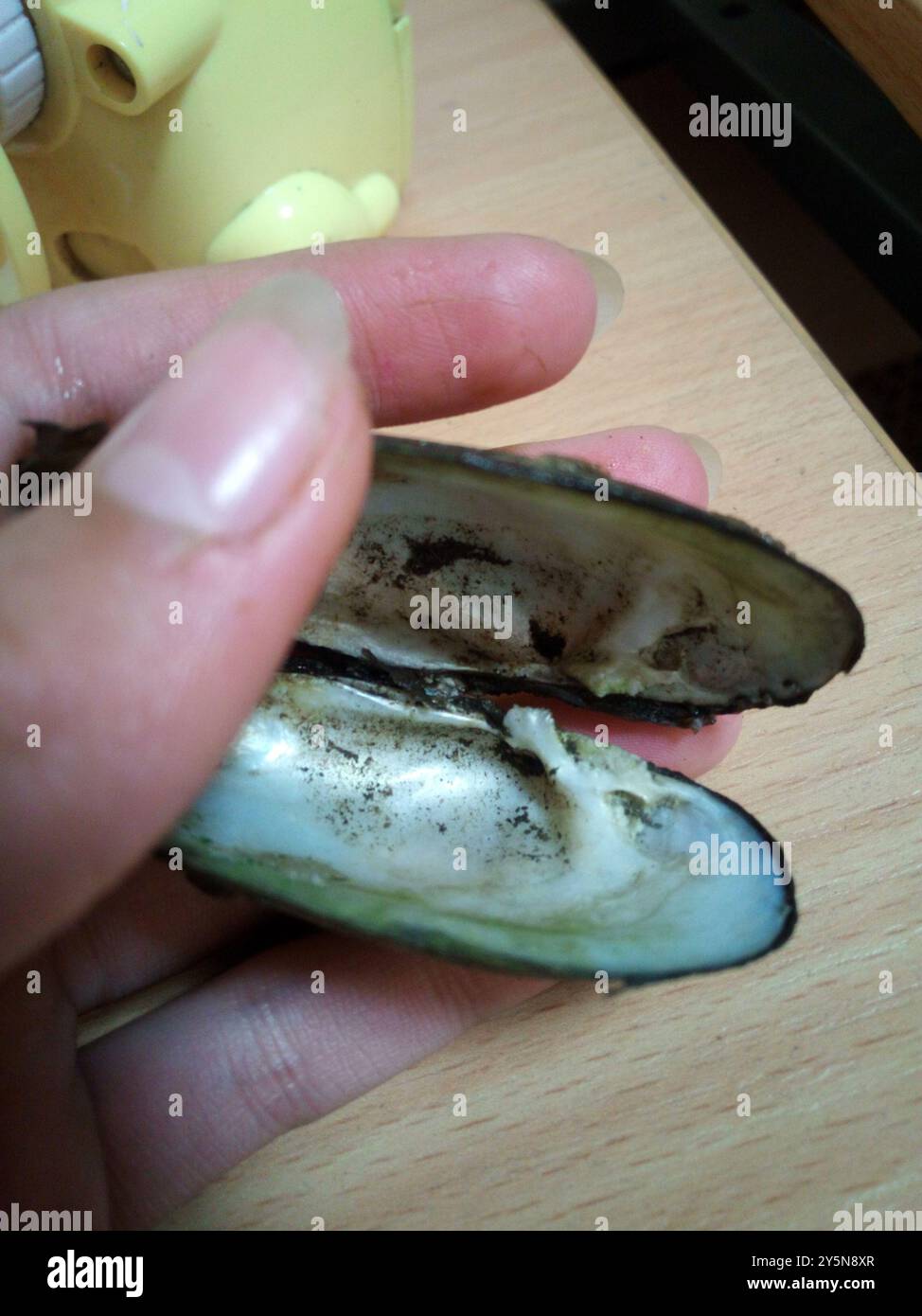 Swollen River-mussel (Unio tumidus) Mollusca Stock Photo - Alamy