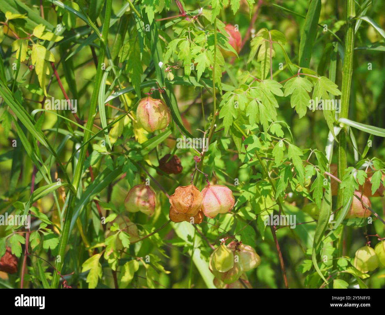 Lesser Balloon Vine (Cardiospermum halicacabum) Plantae Stock Photo - Alamy