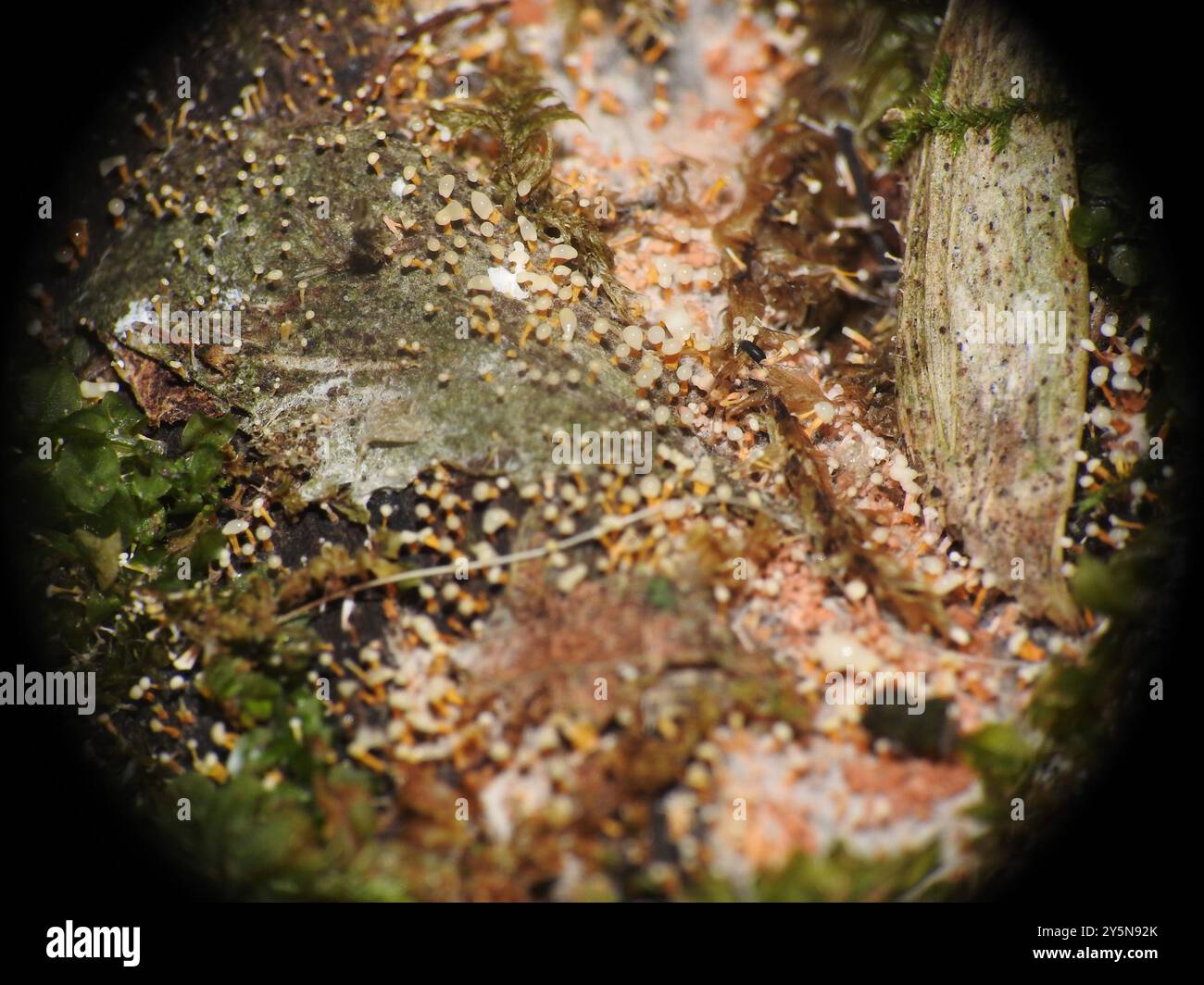 true slime molds (Myxomycetes) Protozoa Stock Photo - Alamy