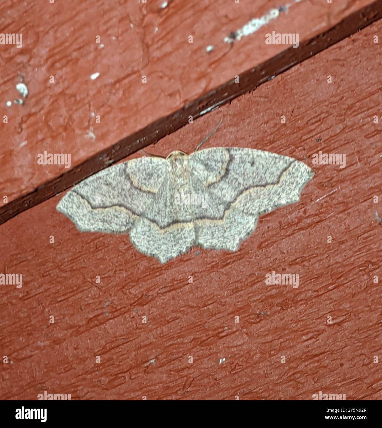 Hemlock Looper Moth (Lambdina fiscellaria) Insecta Stock Photo - Alamy