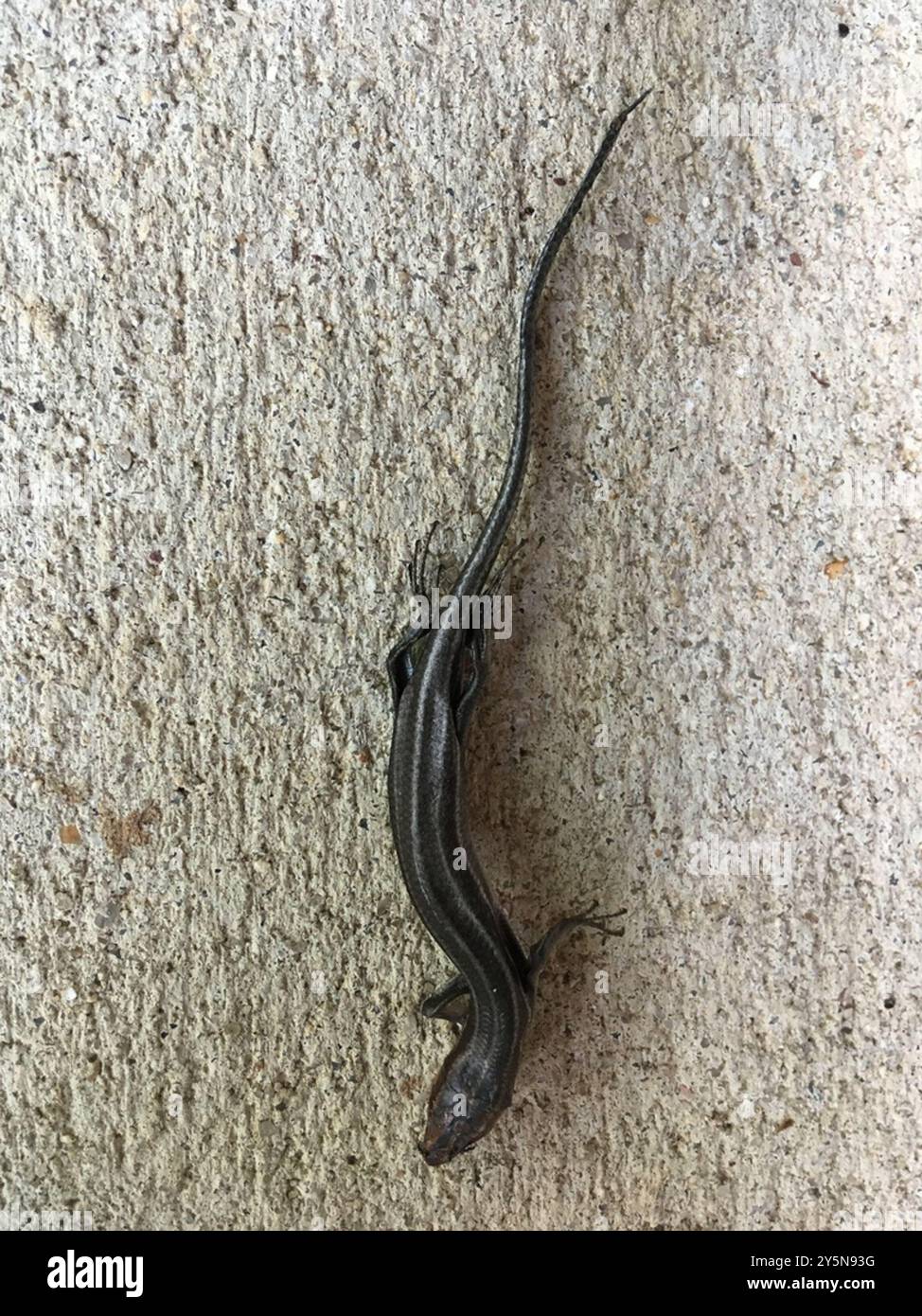 Common Five-lined Skink (Plestiodon fasciatus) Reptilia Stock Photo - Alamy