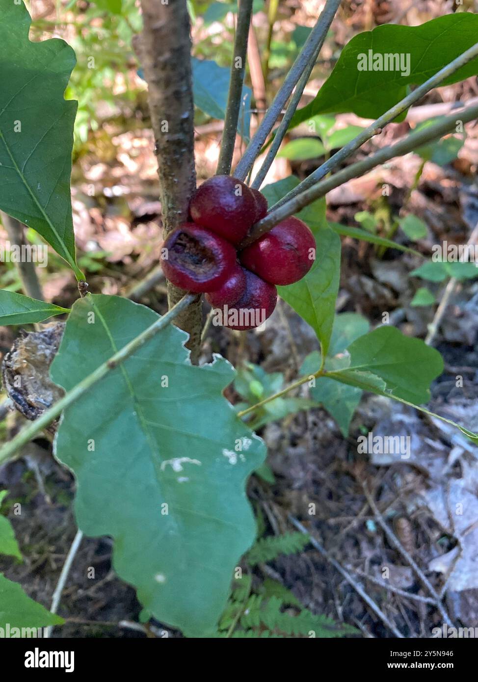 Globular root gall (Disholcaspis globosa) Insecta Stock Photo - Alamy