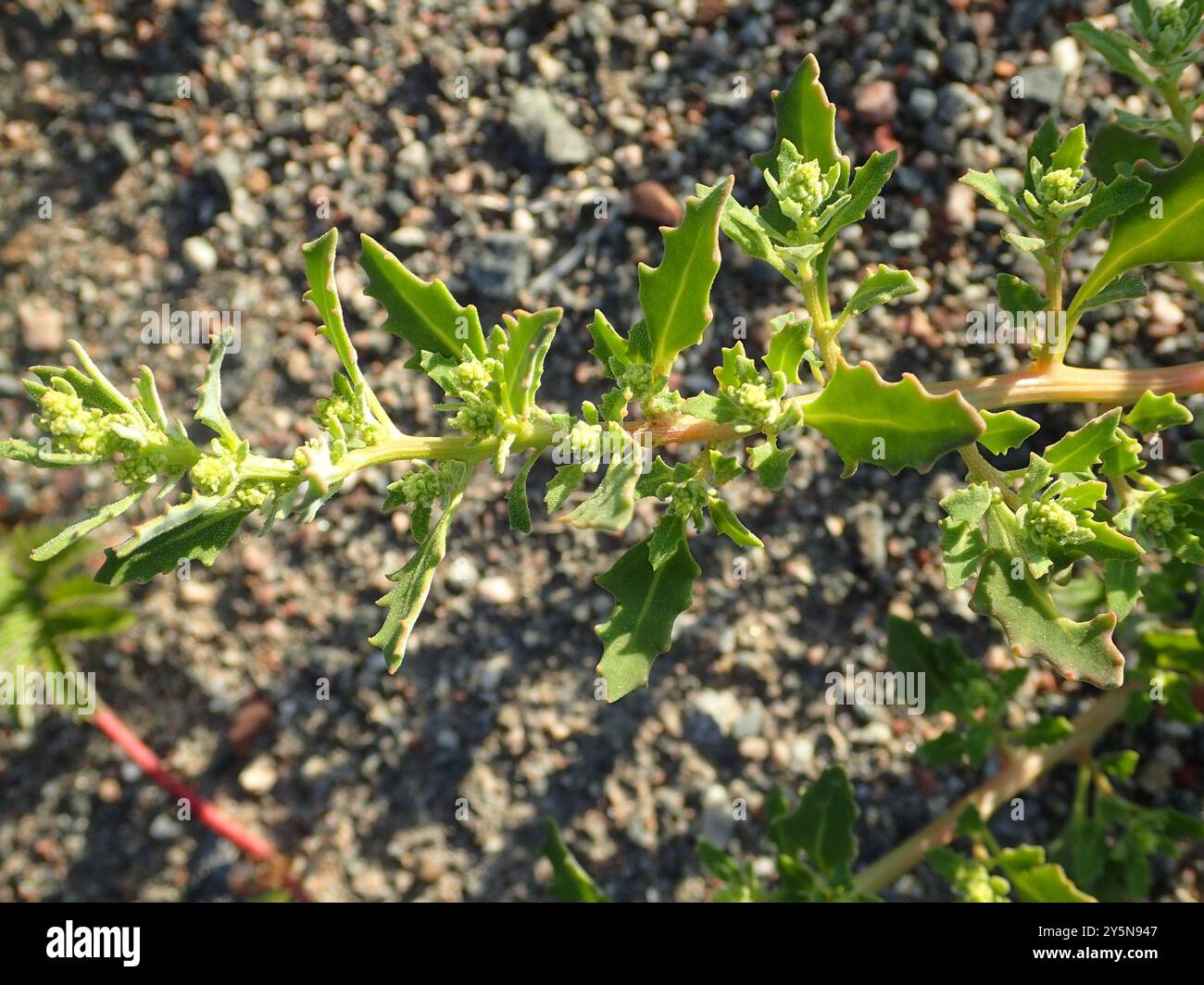 oak-leaved goosefoot (Oxybasis glauca) Plantae Stock Photo - Alamy
