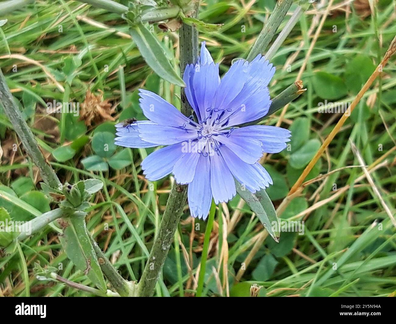 chicory (Cichorium intybus) Plantae Stock Photo - Alamy