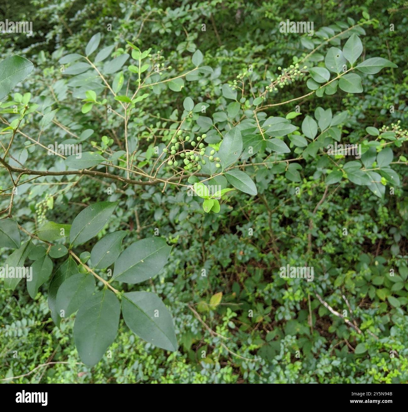 Chinese privet (Ligustrum sinense) Plantae Stock Photo - Alamy