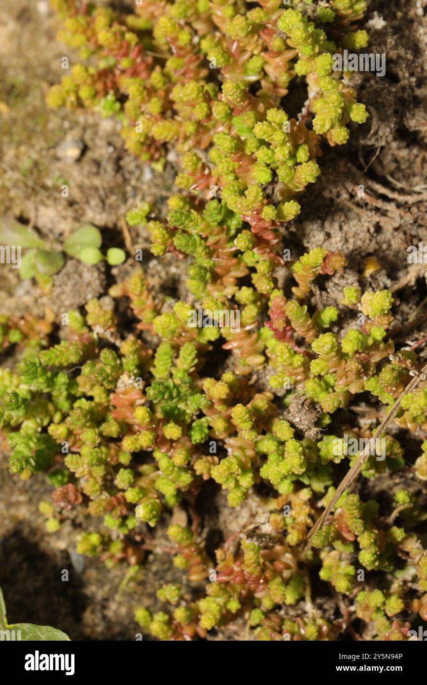 Biting Stonecrop (Sedum acre) Plantae Stock Photo - Alamy