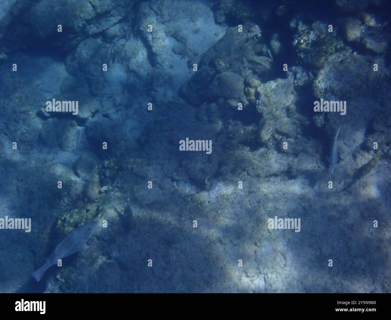 European Parrotfish (Sparisoma cretense) Actinopterygii Stock Photo - Alamy