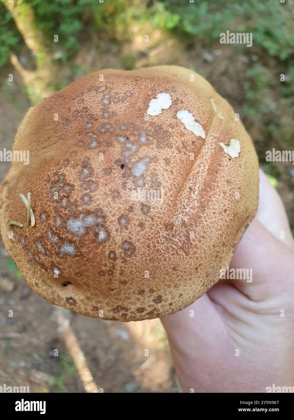 Red-capped Scaber Stalk (Leccinum aurantiacum) Fungi Stock Photo - Alamy