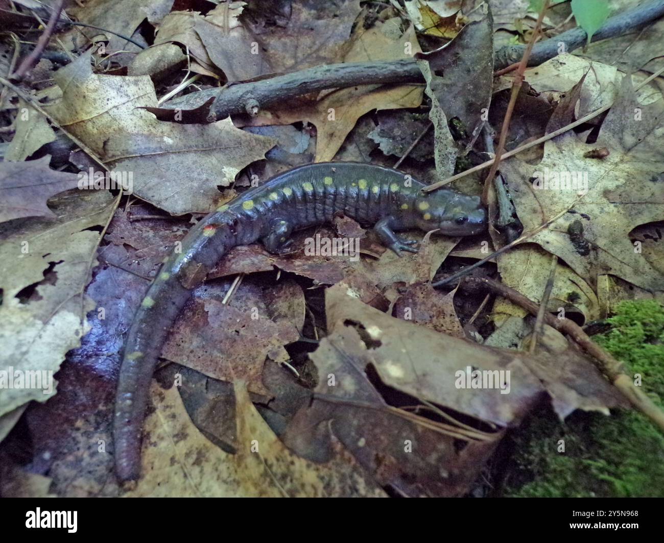 Spotted Salamander (Ambystoma maculatum) Amphibia Stock Photo - Alamy