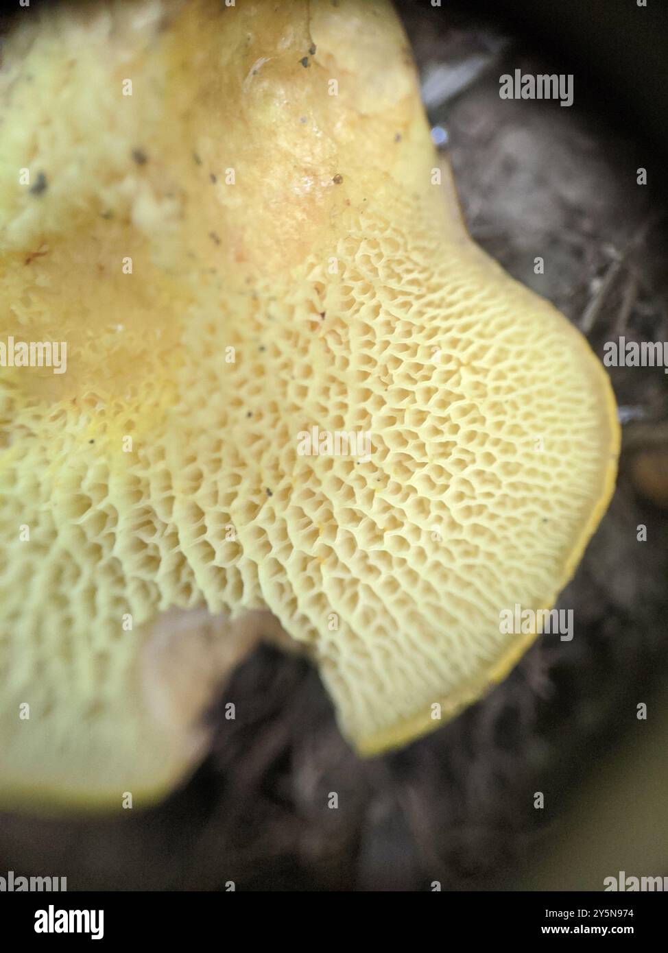 ash-tree bolete (Boletinellus merulioides) Fungi Stock Photo - Alamy