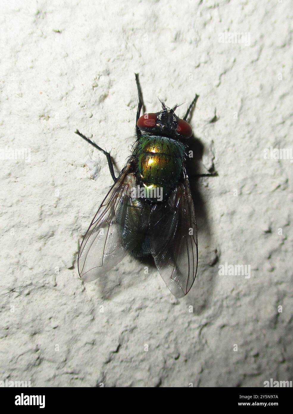 Lucilia cuprina hi-res stock photography and images - Alamy