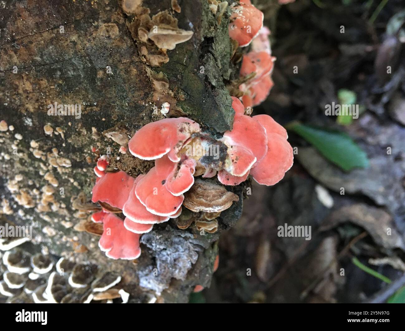 Coral-pink Merulius (Phlebia incarnata) Fungi Stock Photo - Alamy