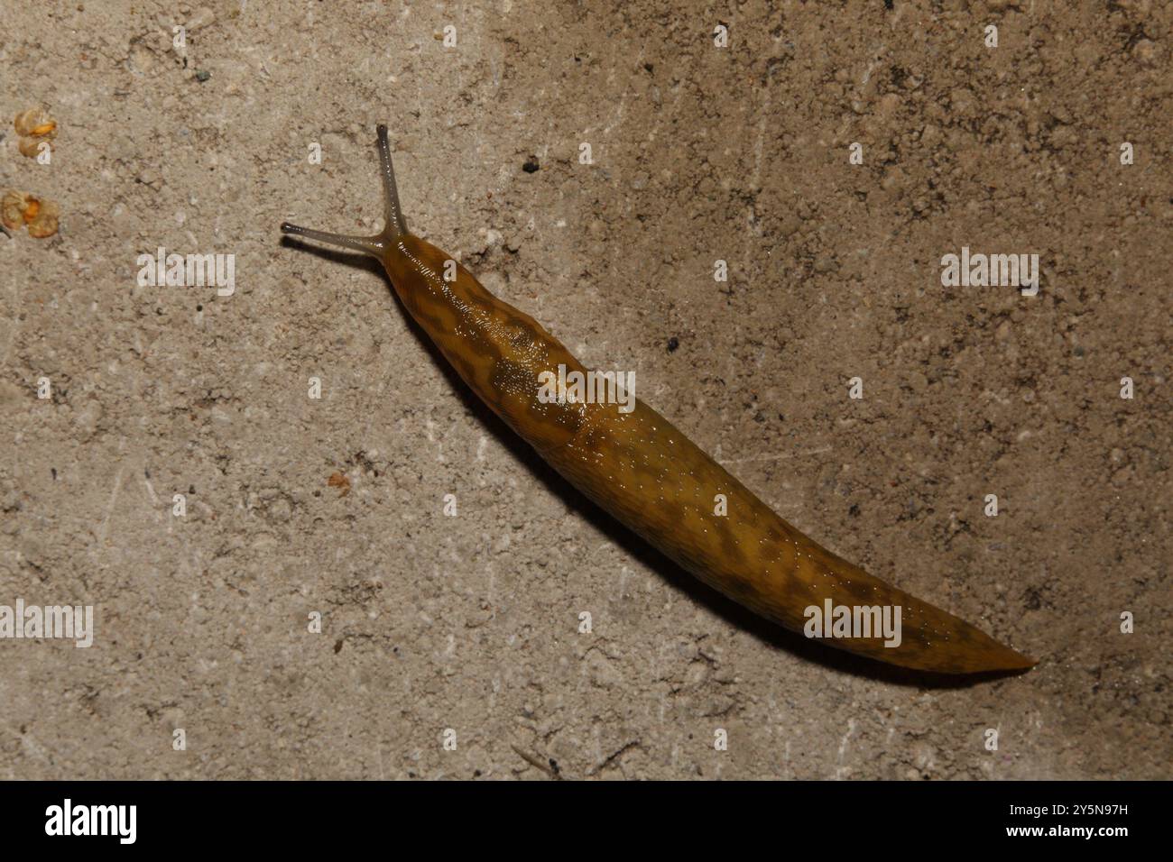 Green Cellar Slug (Limacus maculatus) Mollusca Stock Photo - Alamy