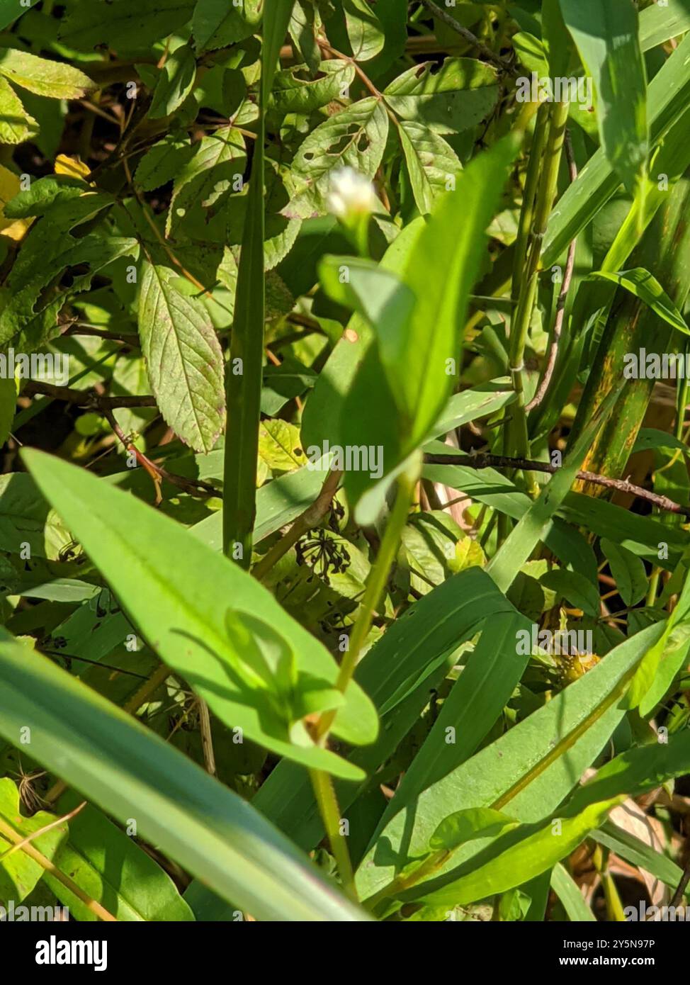 arrow-leaved tearthumb (Persicaria sagittata) Plantae Stock Photo - Alamy