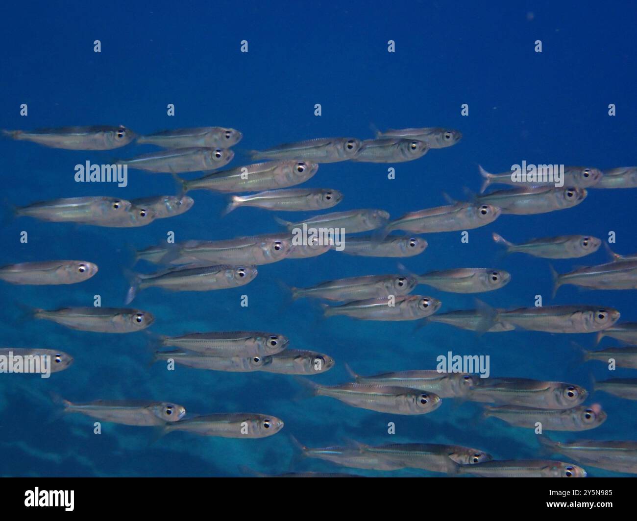 Red Sea hardyhead silverside (Atherinomorus forskalii) Actinopterygii ...