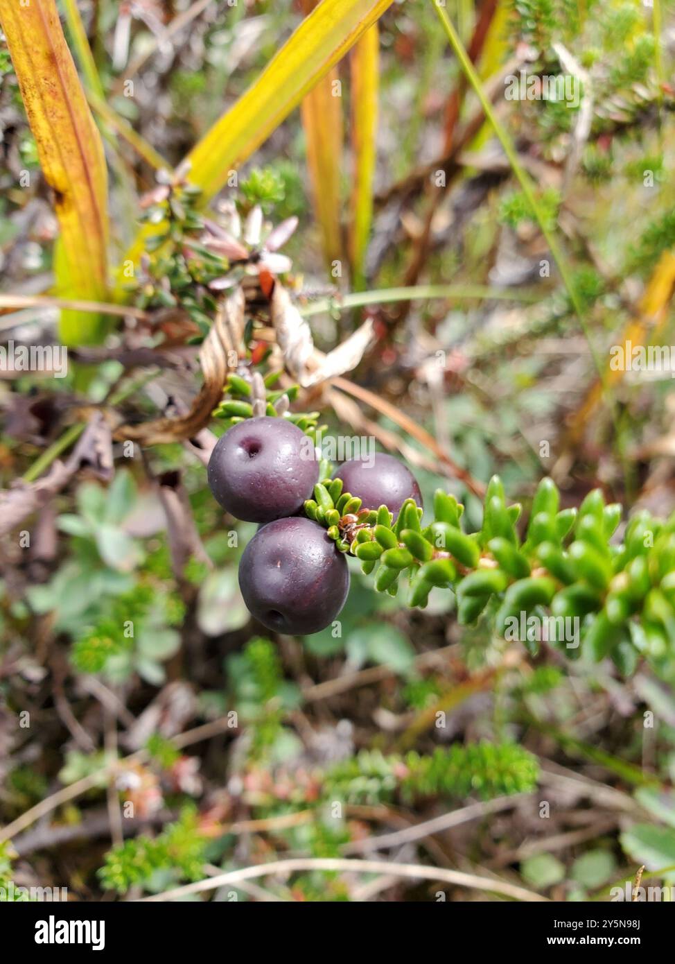 black crowberry (Empetrum nigrum) Plantae Stock Photo - Alamy