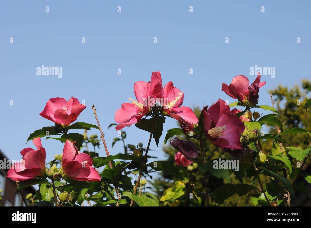 Copenhagen/ Denmark/22 September 2024/Hollyhock flowers street garden ...
