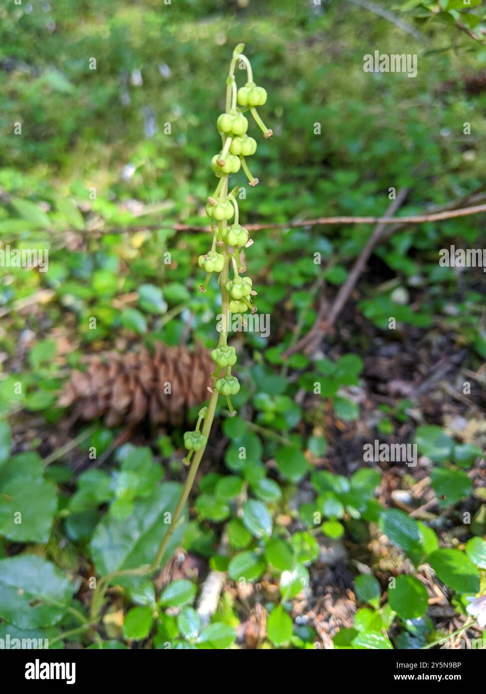 one-sided wintergreen (Orthilia secunda) Plantae Stock Photo - Alamy