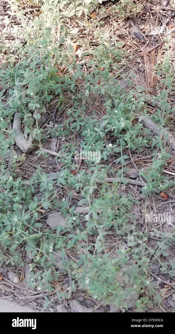 Spanish clover (Acmispon americanus) Plantae Stock Photo - Alamy