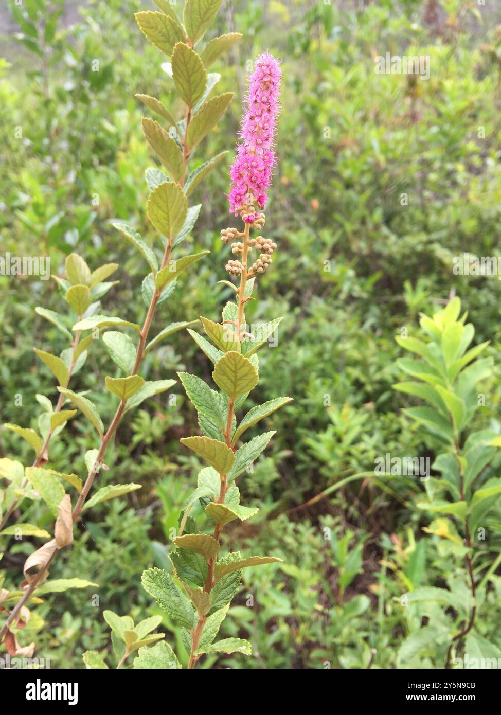Steeplebush (Spiraea tomentosa) Plantae Stock Photo - Alamy