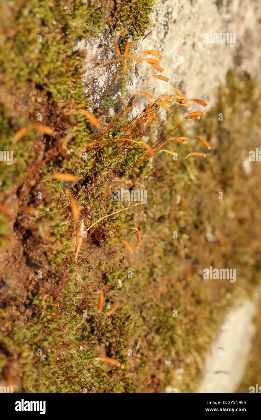 Wall Screw-moss (Tortula muralis) Plantae Stock Photo - Alamy