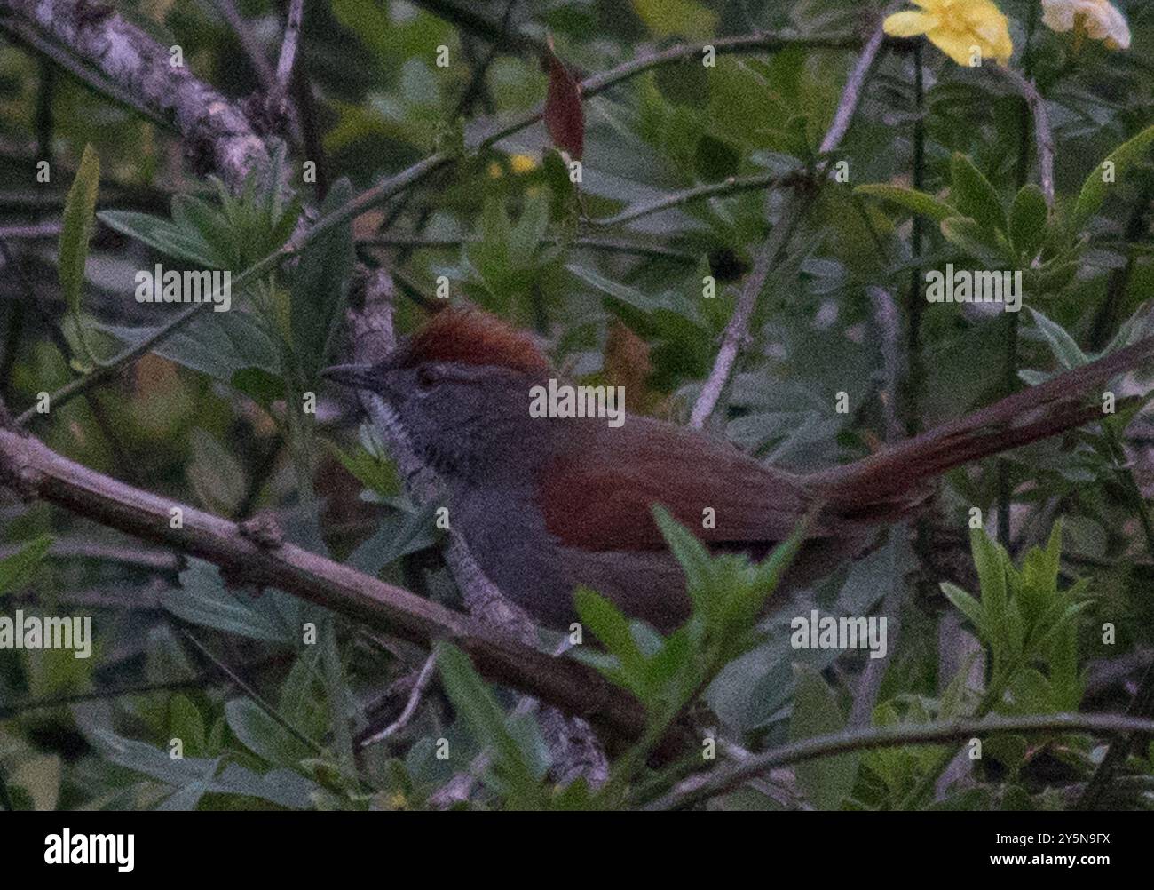 Sooty-fronted Spinetail (Synallaxis frontalis) Aves Stock Photo - Alamy