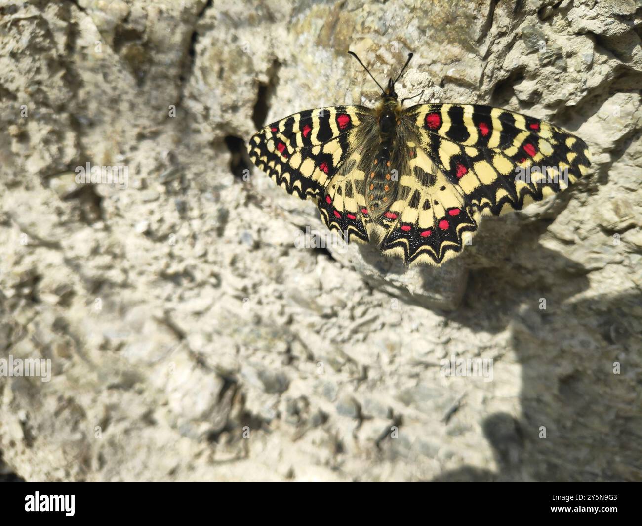 Spanish Festoon (Zerynthia rumina) Insecta Stock Photo - Alamy
