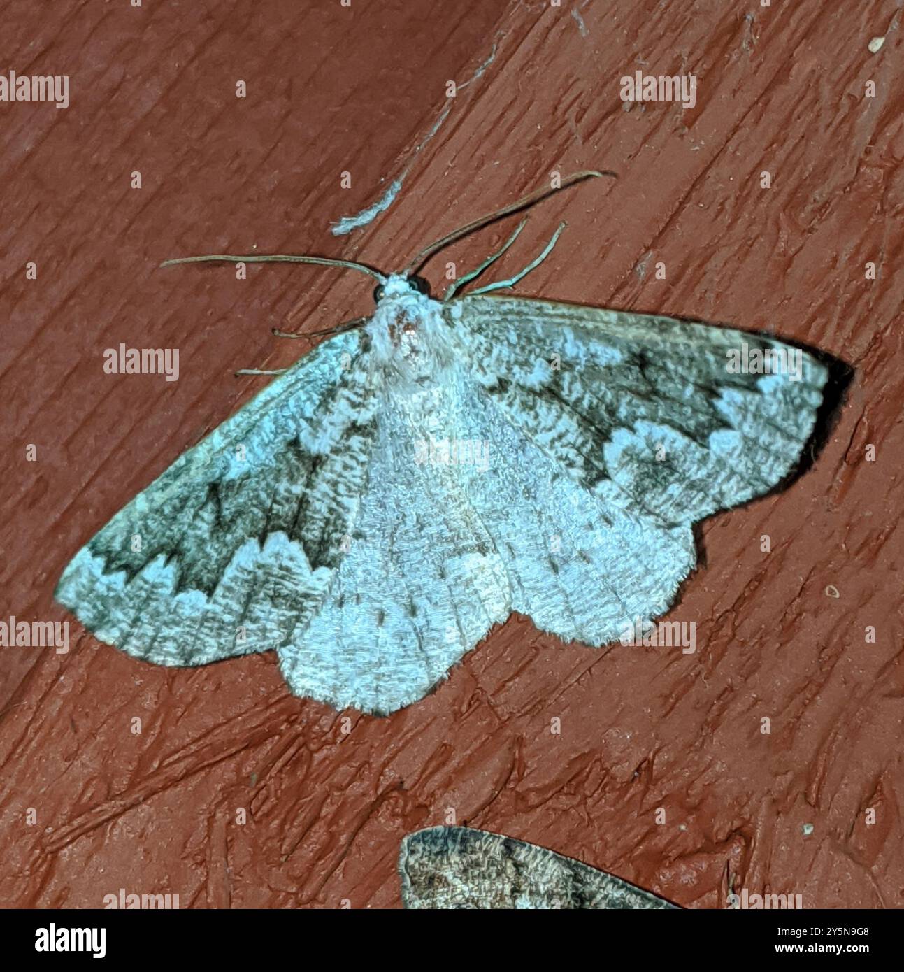 Variable Girdle Moth (Sabulodes venata) Insecta Stock Photo - Alamy