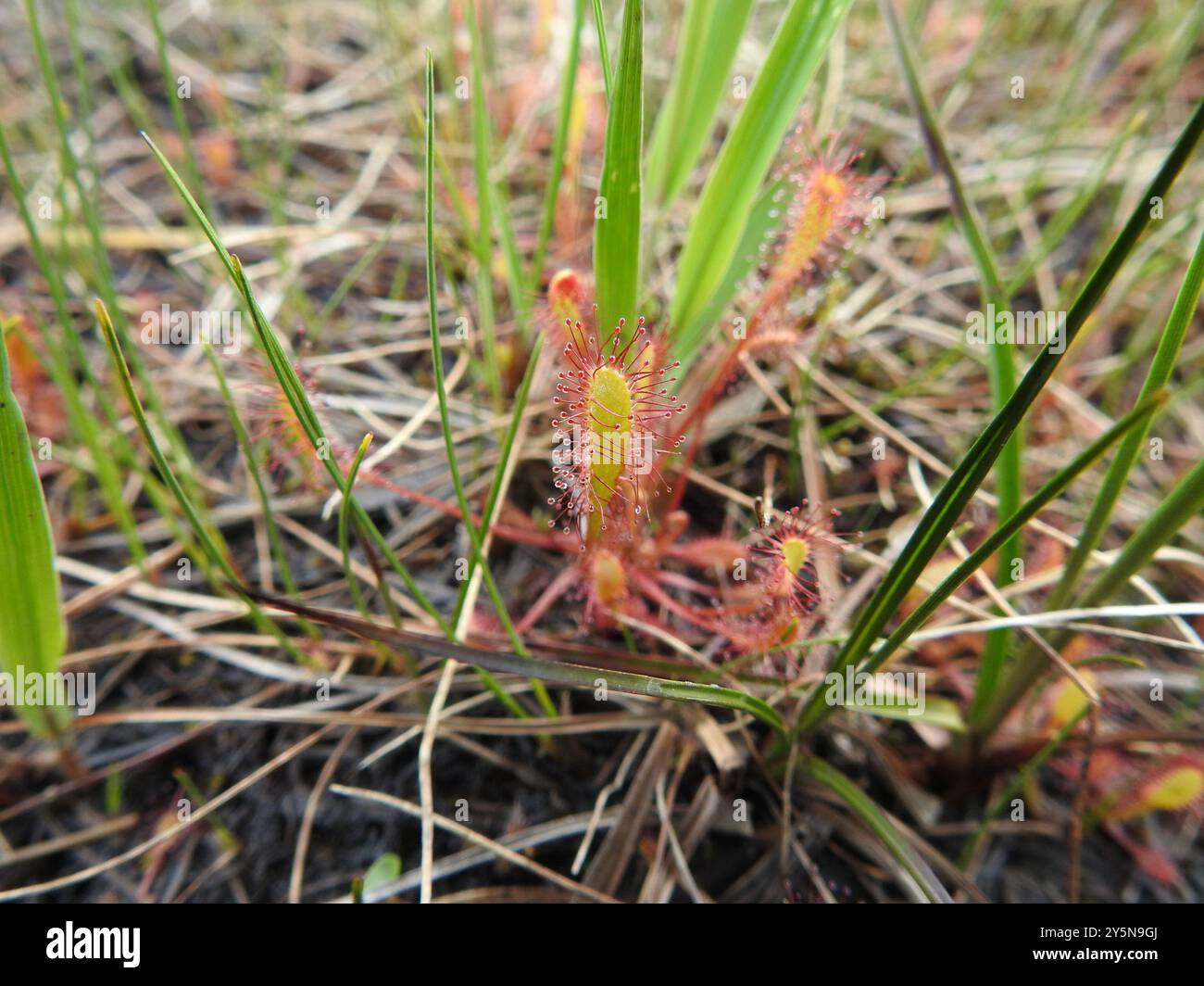 Great Sundew (Drosera anglica) Plantae Stock Photo - Alamy