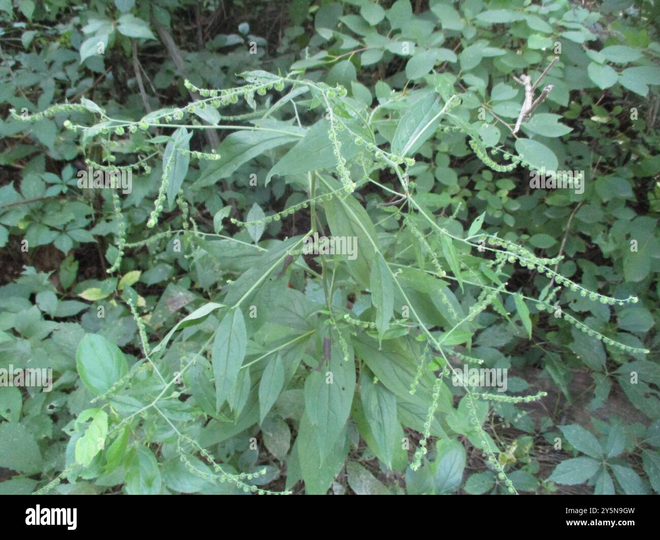 virginia stickseed (Hackelia virginiana) Plantae Stock Photo - Alamy