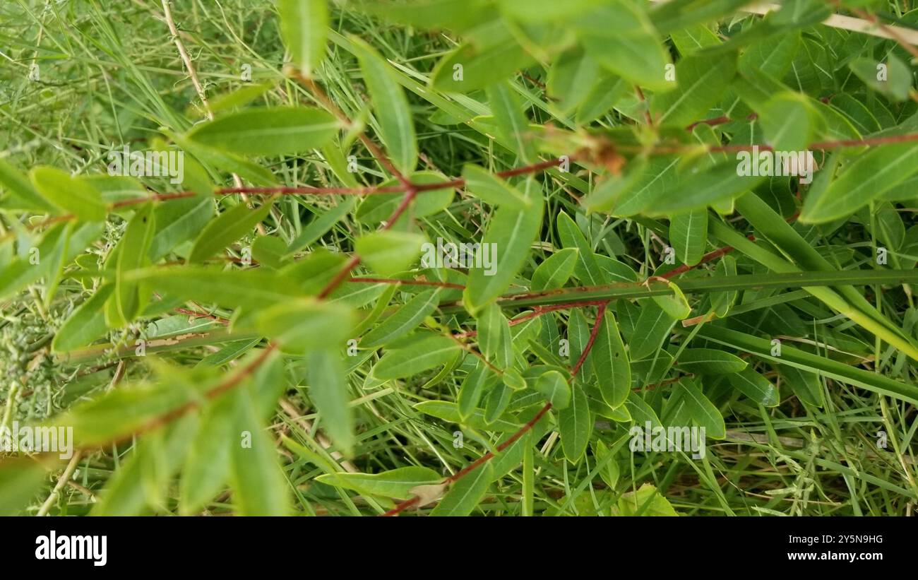 hemp dogbane (Apocynum cannabinum) Plantae Stock Photo - Alamy